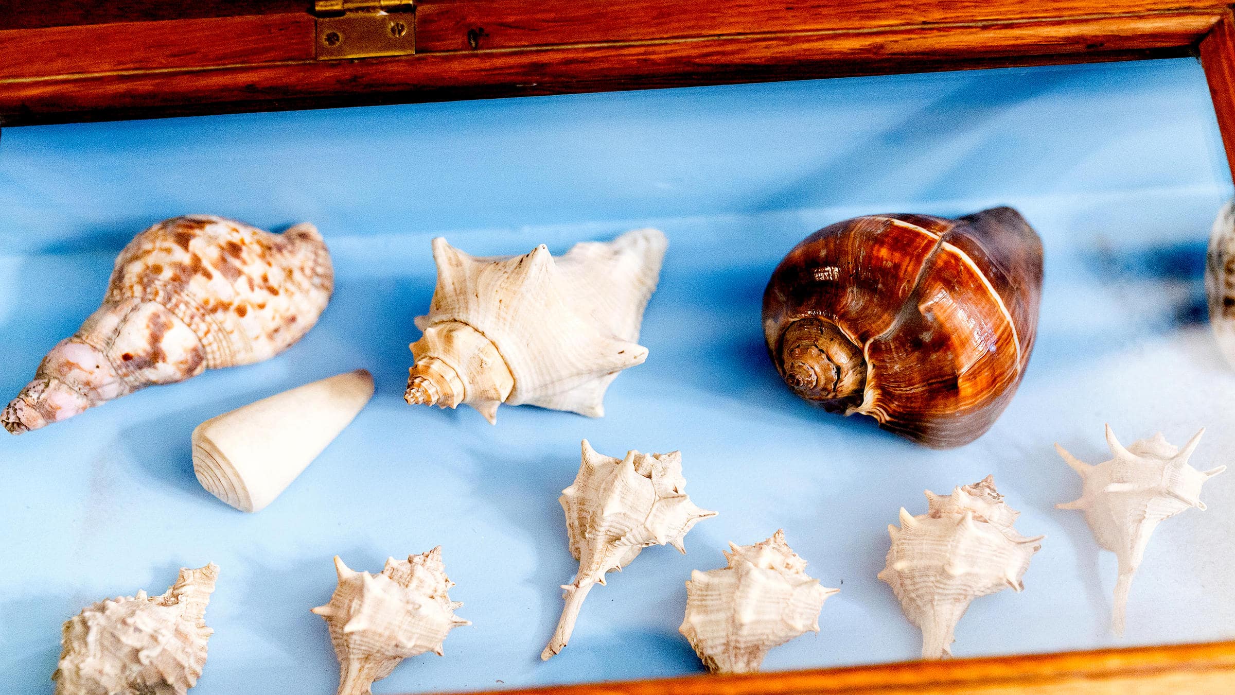 Shell Museum on Boracay Island